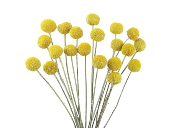 The 10 Best Artificial Billy Buttons of 2025 (Reviews) - FindThisBest