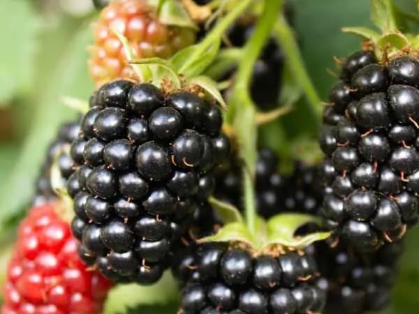 The 10 Best BlackBerry Fruit Seeds of 2025 (Reviews) - FindThisBest