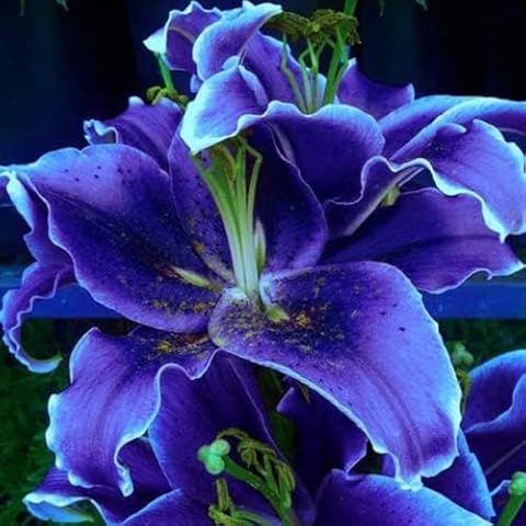 CHUXAY GARDEN Review of 2023 - Flower Plants & Seeds Brand - FindThisBest