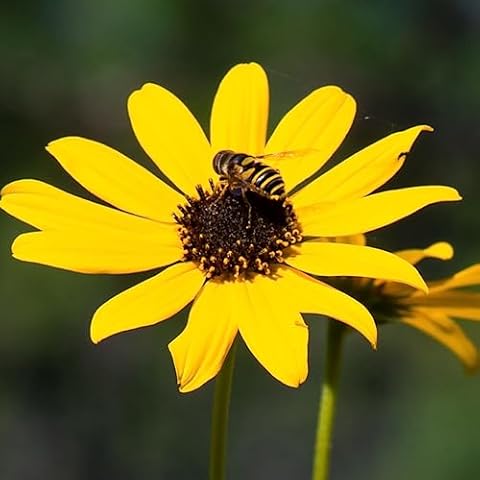 CHUXAY GARDEN Review of 2023 - Flower Plants & Seeds Brand - FindThisBest