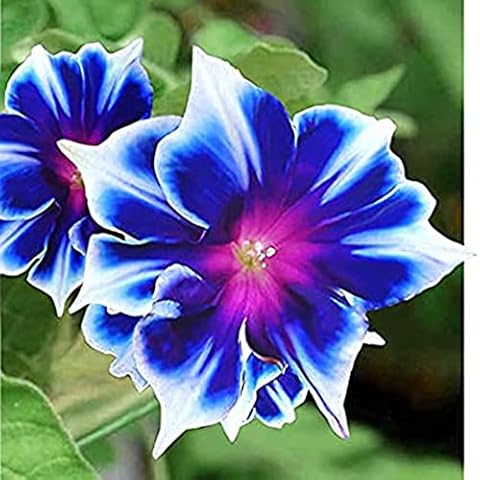 CHUXAY GARDEN Review - Flower Plants & Seeds Brand - FindThisBest