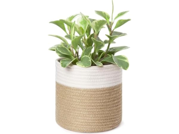 The 10 Best Cotton Planters of 2026 (Reviews) - FindThisBest