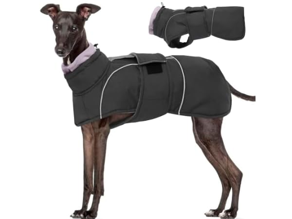 The 10 Best Dog Cold Weather Coats for Labrador Retriever of 2025 ...