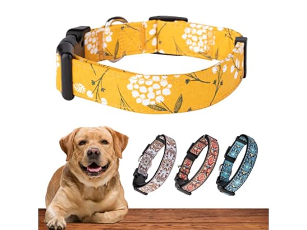 The 8 Best Dog Collars for Labrador Retriever of 2024 (Reviews ...