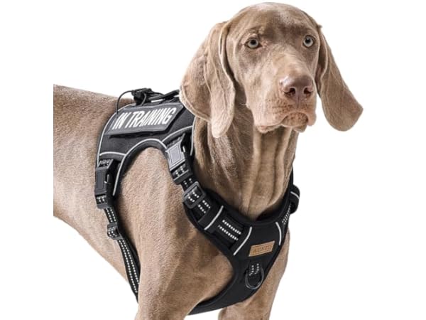 The 8 Best Dog Harnesses for Labrador Retriever of 2025 (Reviews ...