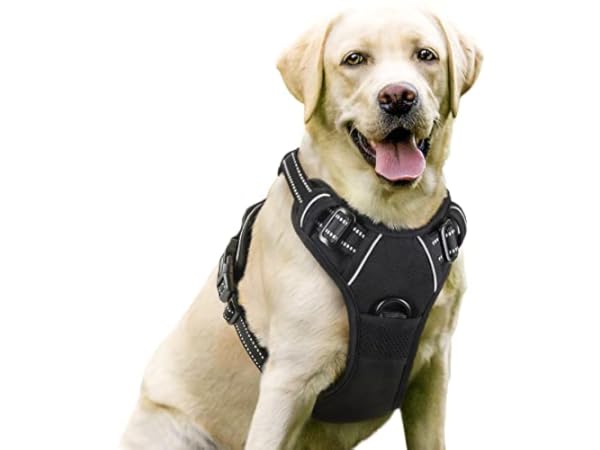 The 10 Best Dog Vest Harnesses for Labrador Retriever of 2024 (Reviews ...