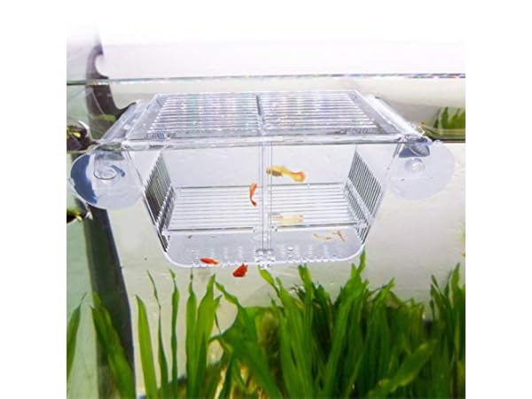 The 10 Best Fish Breeder Boxes of 2024 (Reviews) - FindThisBest
