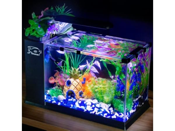 The 7 Best Fish Tanks for Guppies of 2024 (Reviews) - FindThisBest