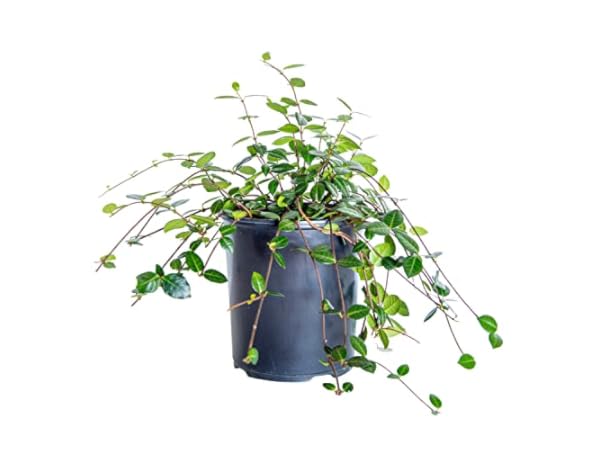 The 10 Best Full Sun Vine Plants of 2025 (Reviews) - FindThisBest
