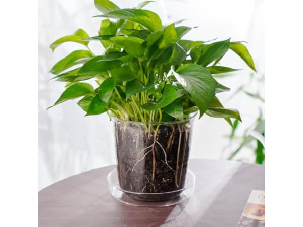 The 10 Best Glass Planters of 2024 (Reviews) - FindThisBest
