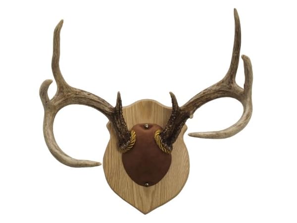 The 10 Best Hunting Trophy Mounts of 2024 (Reviews) - FindThisBest