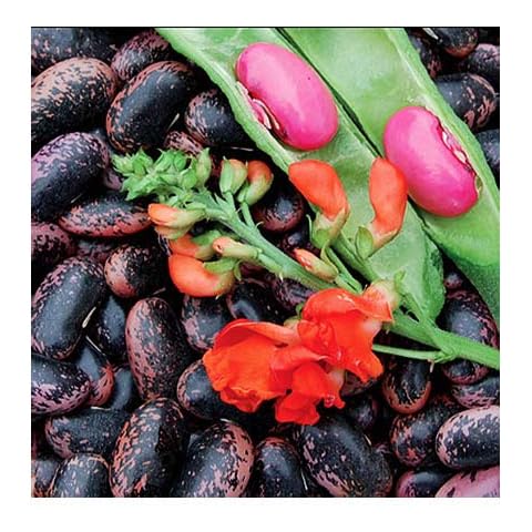 Marde Ross & Company Review of 2024 - Plants, Seeds & Bulbs Brand ...