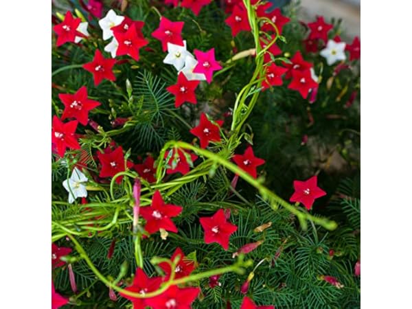 The 8 Best Partial Sun Vine Plants of 2024 (Reviews) - FindThisBest