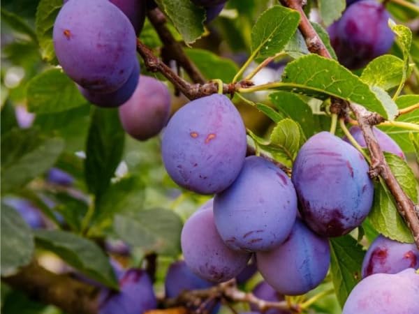 The 10 Best Prunus Fruit Seeds of 2025 (Reviews) - FindThisBest