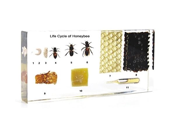 The 10 Best Science Classroom Specimens of 2024 (Reviews) - FindThisBest