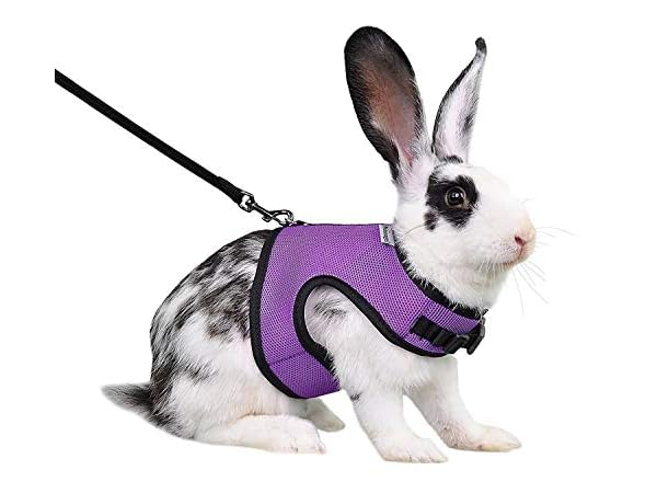 The 10 Best Small Animal Harnesses of 2024 (Reviews) - FindThisBest