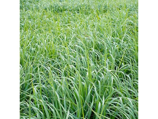 The 10 Best Switchgrass Grass Seed of 2025 (Reviews) - FindThisBest