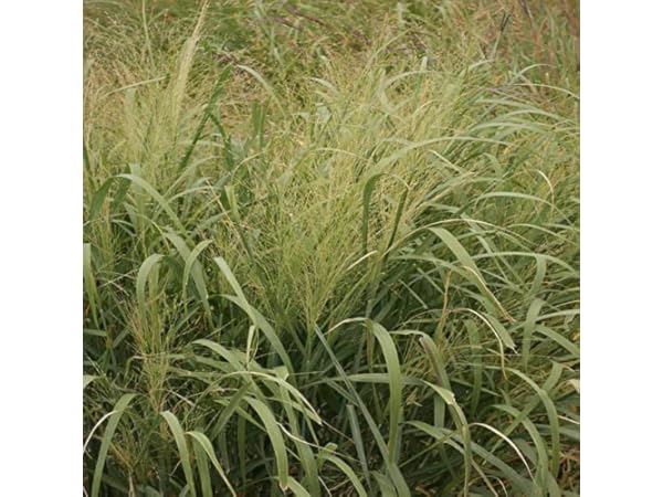 The 3 Best Switchgrass Grass Seed of 2024 (Reviews) - FindThisBest