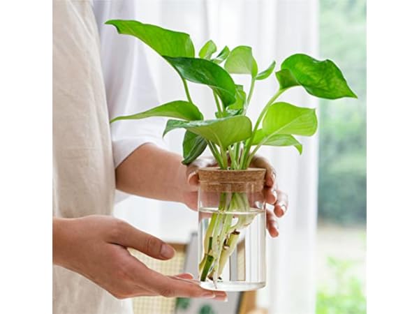 The 10 Best Transparent Planter Terrariums of 2023 (Reviews) - FindThisBest