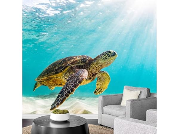The 10 Best Turtle Wall Murals of 2025 (Reviews) - FindThisBest