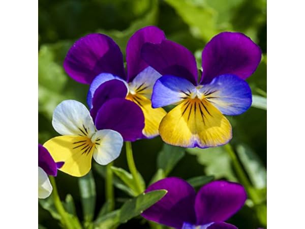 The 10 Best Viola Flower Seeds of 2025 (Reviews) - FindThisBest