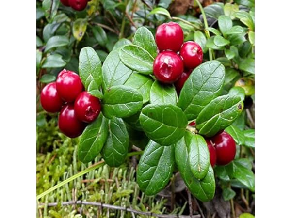 The 6 Best Vitis Fruit Seeds of 2024 (Reviews) - FindThisBest