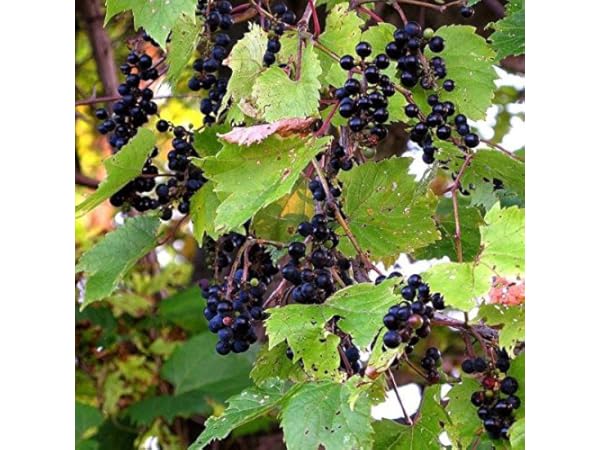 The 10 Best Vitis Fruit Seeds of 2024 (Reviews) - FindThisBest